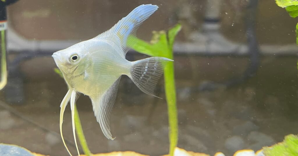 Freshwater Angelfish for Sale - Local Fish Store