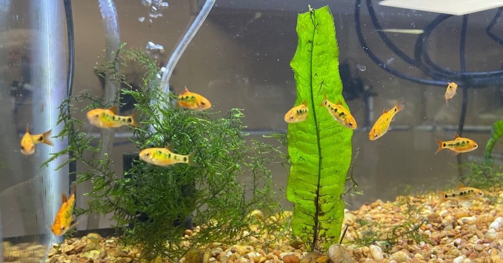 Gold Barb - Local Fish Store